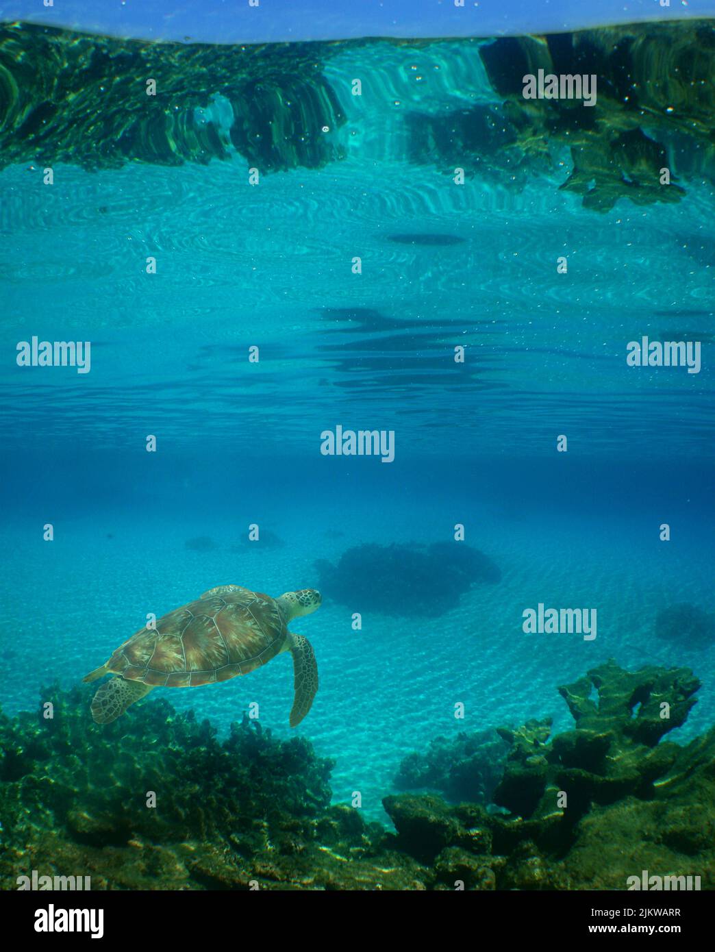 Closeup sea turtle hi-res stock photography and images - Alamy
