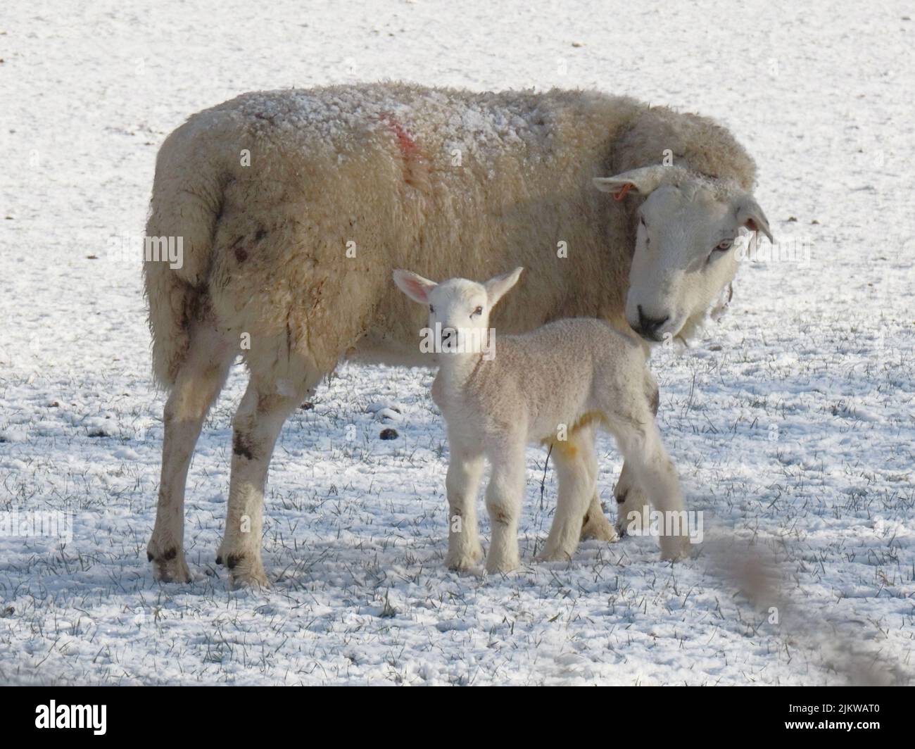 Lambs snow hi-res stock photography and images - Alamy