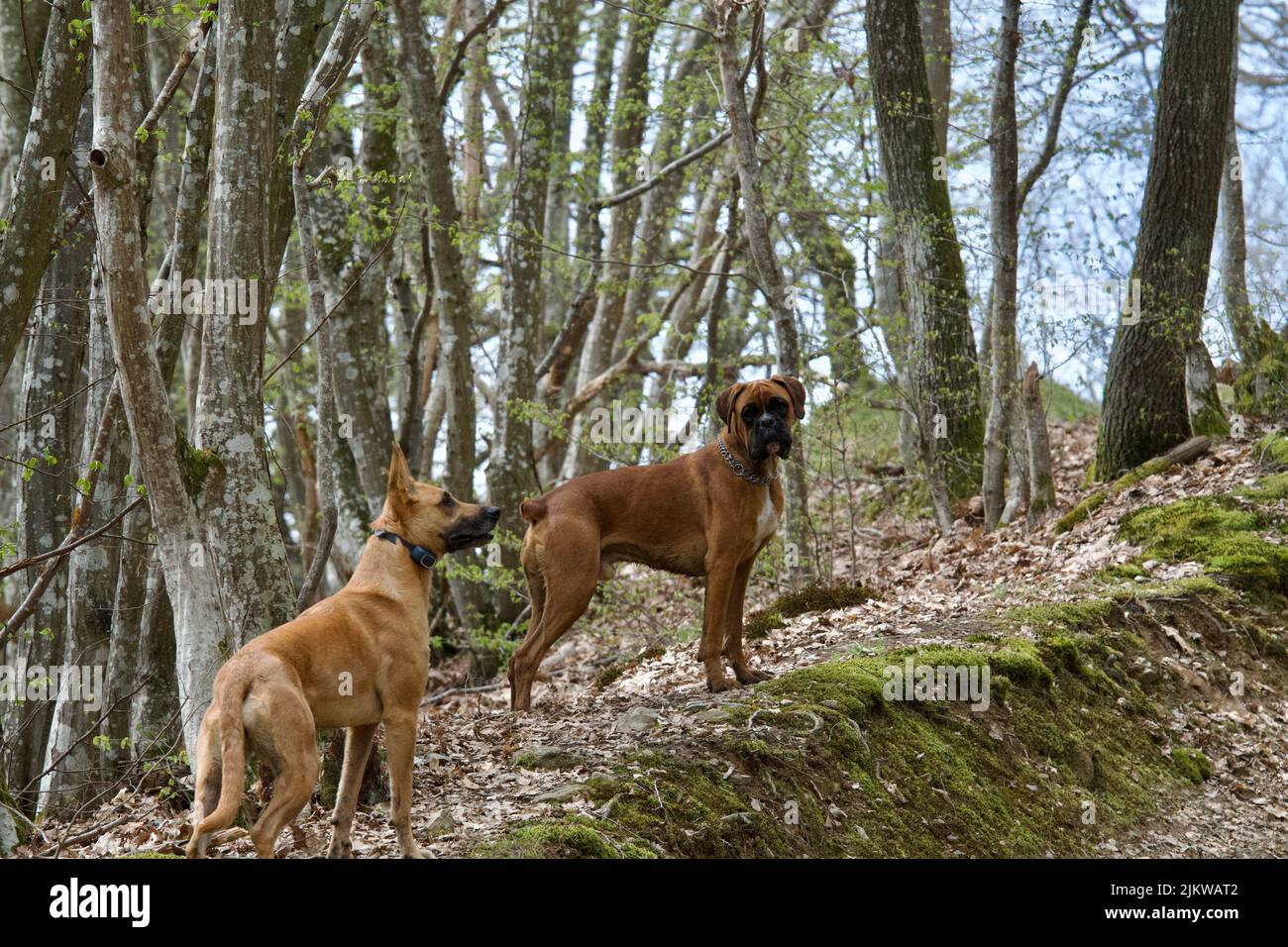 A belgian Malinois dog and a boxer dog together in a forest in spring ...
