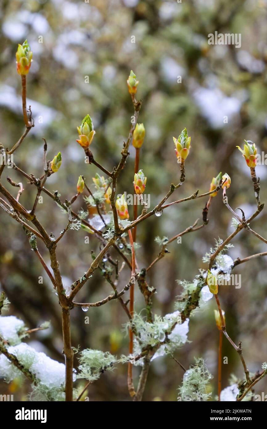 First buds of spring and lichen on bush in snow just melting Stock ...
