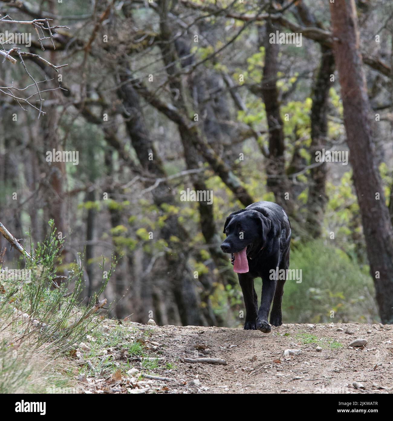 Black labrador dog walking in hi-res stock photography and images - Alamy