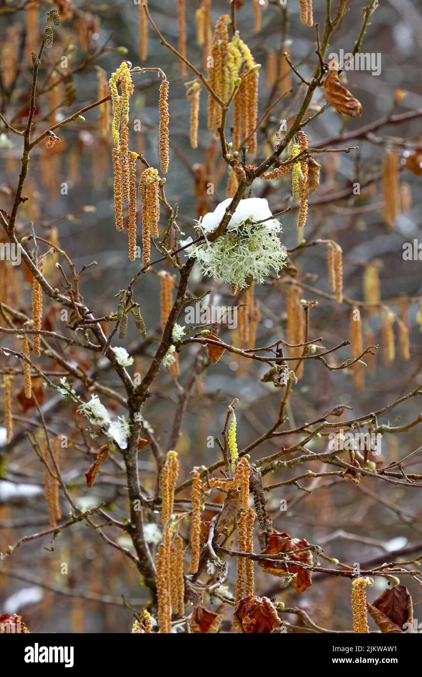 First signs of spring with catkins and lichen on snow in Scottish ...