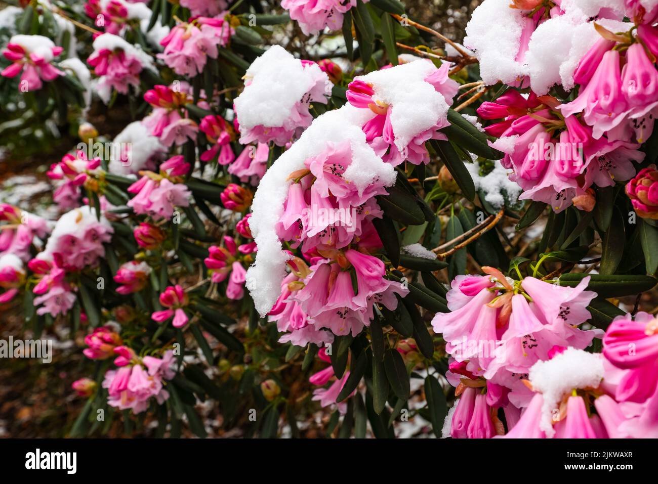 Large Rhododendron bush in snow with red flowers and buds partially ...