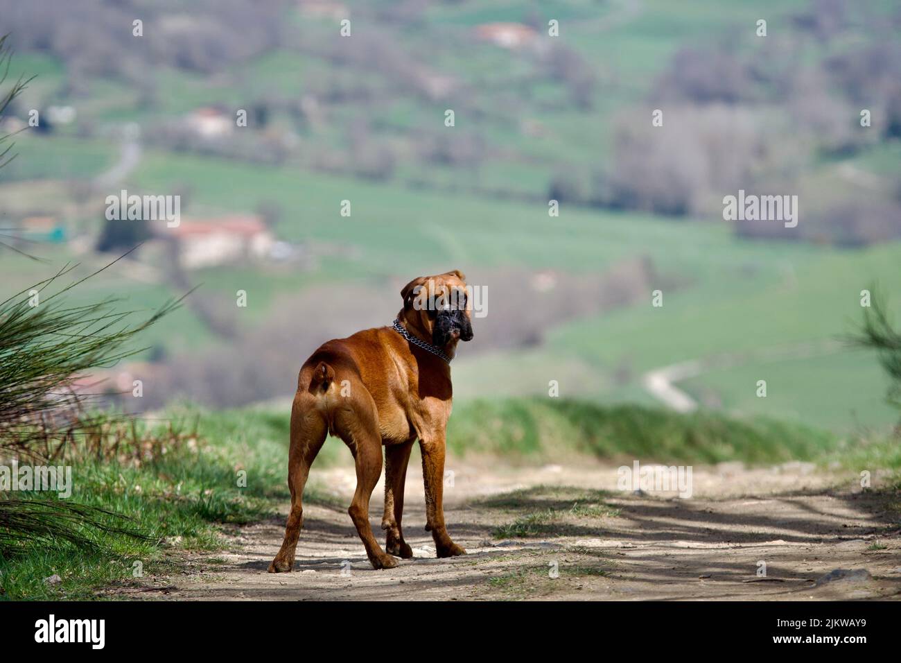 Beautiful young boxer dog in observation. This is spring near Lyon ...
