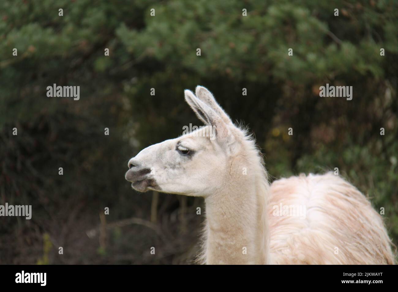 The Head and Large Ears of an Adult Llama Animal Stock Photo - Alamy
