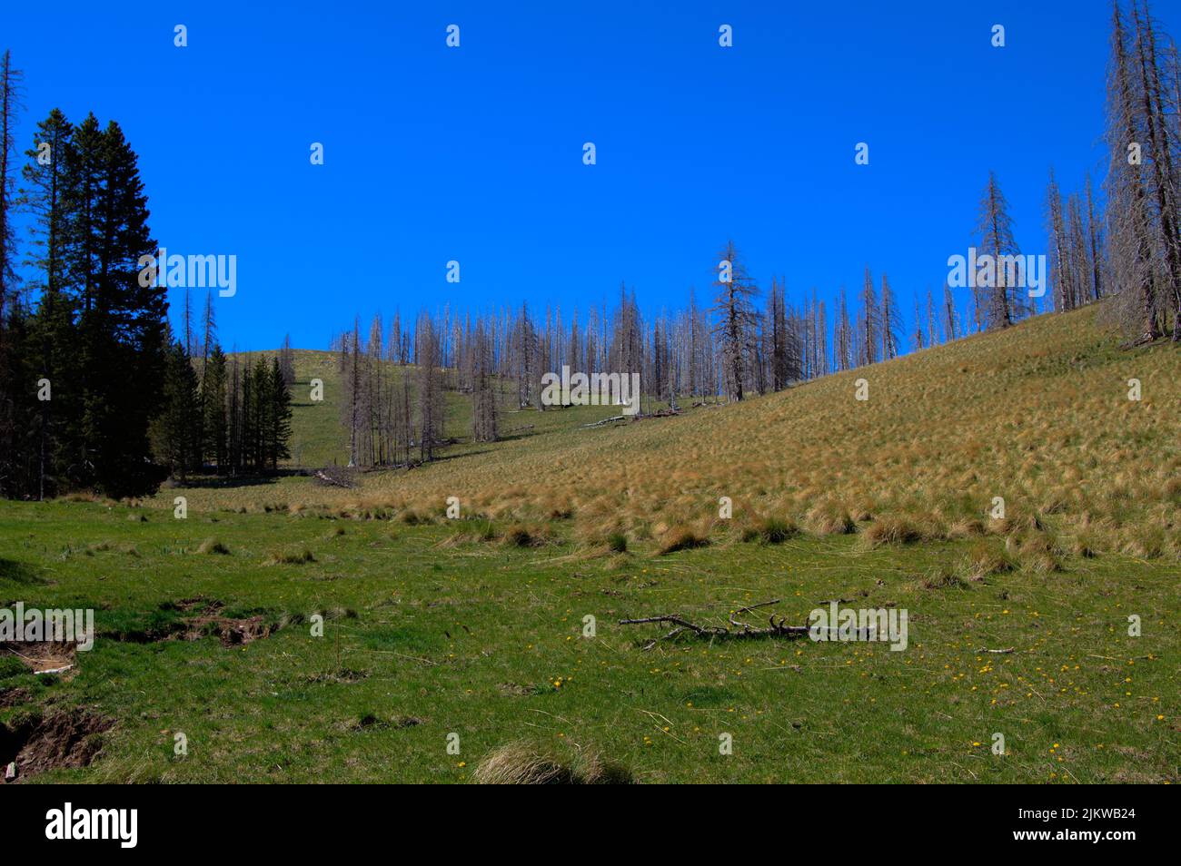 A beautiful scenery of a landscape with tall pine trees in the ...