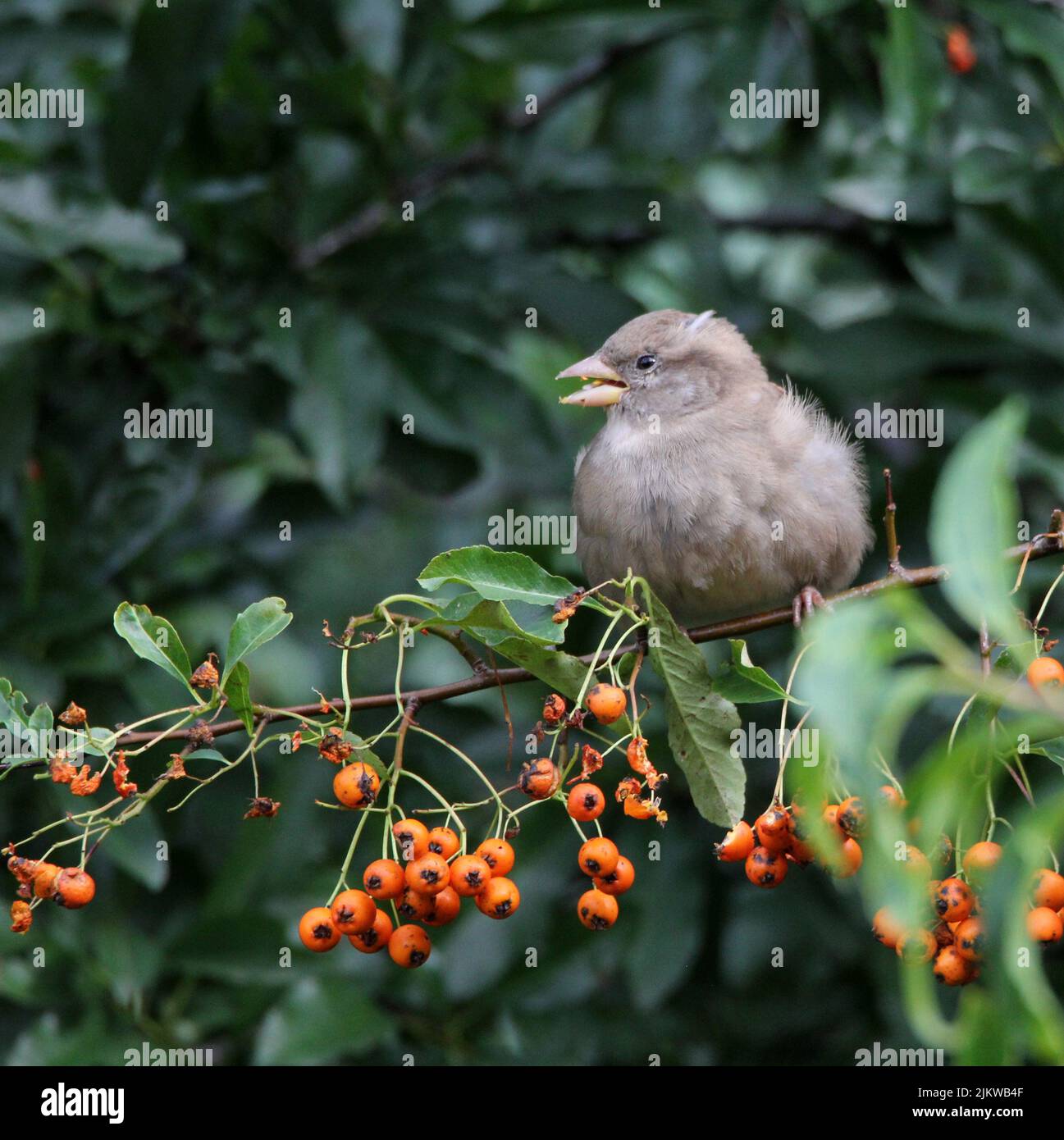 A shallow focus of a gray True sparrows bird sitting on a branch of ...