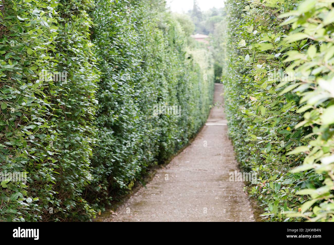 A stone walkway between lush green tall hedge Stock Photo - Alamy