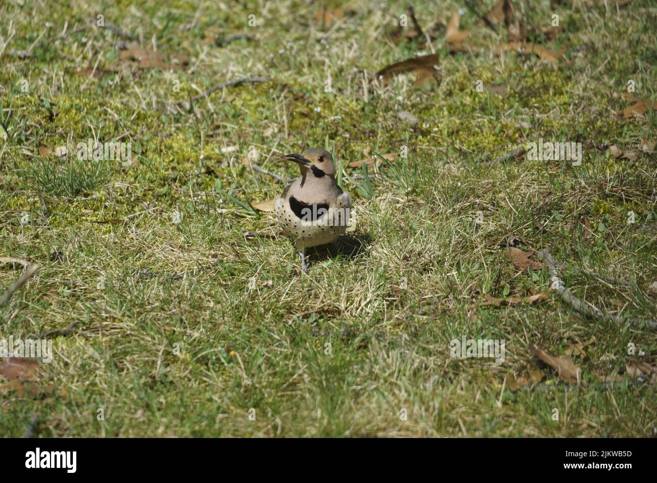 An adorable Northern Flicker in the green grass Stock Photo - Alamy