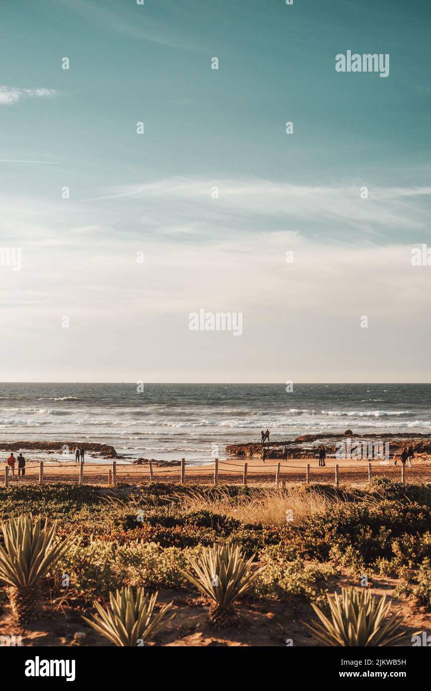A beautiful shot of Agave tequilana plants on the beach with people by ...