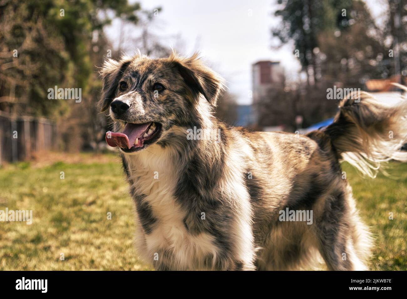 Brindle Border Aussie
