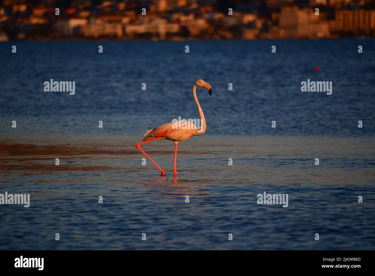 ARGOLIDA GREECE FLAMINGO IN THE WATER HABITAT Stock Photo - Alamy