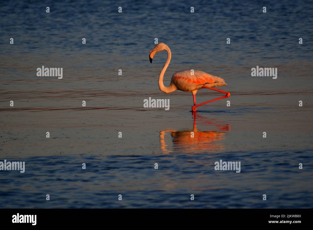 ARGOLIDA GREECE FLAMINGO IN THE WATER HABITAT Stock Photo - Alamy