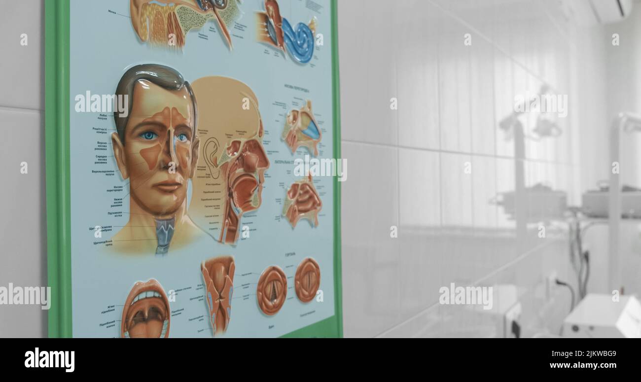 Structure of ear hi-res stock photography and images - Alamy