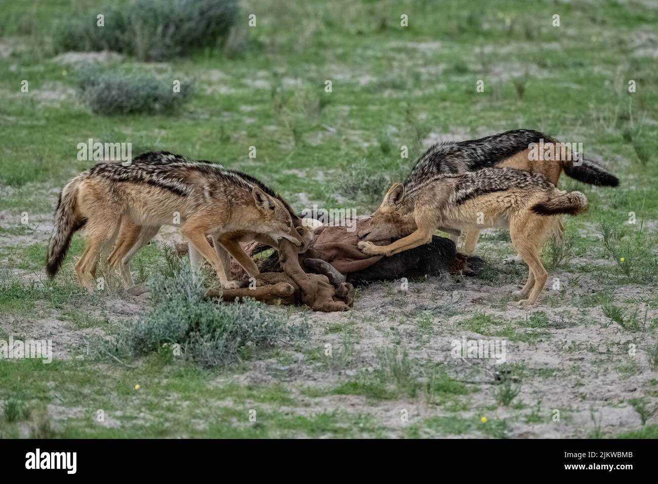 Jackals eating a buffalo carcass in the bush in Namibia Stock Photo - Alamy