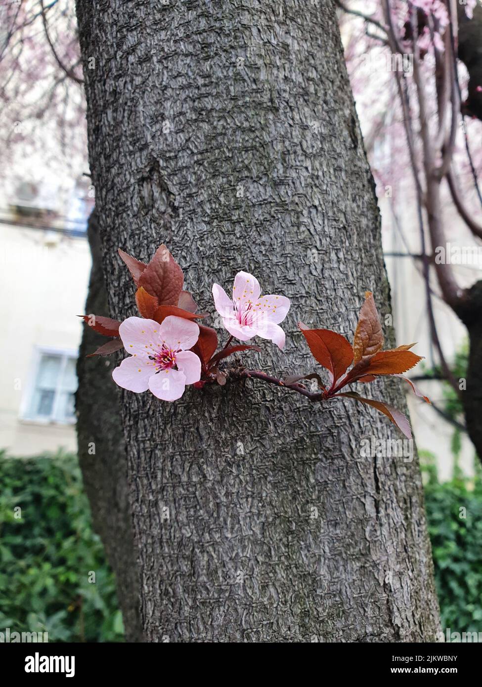 A closeup shot of blooming tree branch with white flowers on tree trunk ...