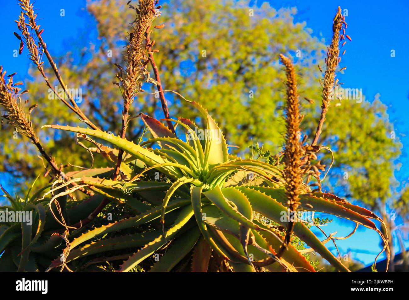 Aloe bloom hi-res stock photography and images - Alamy