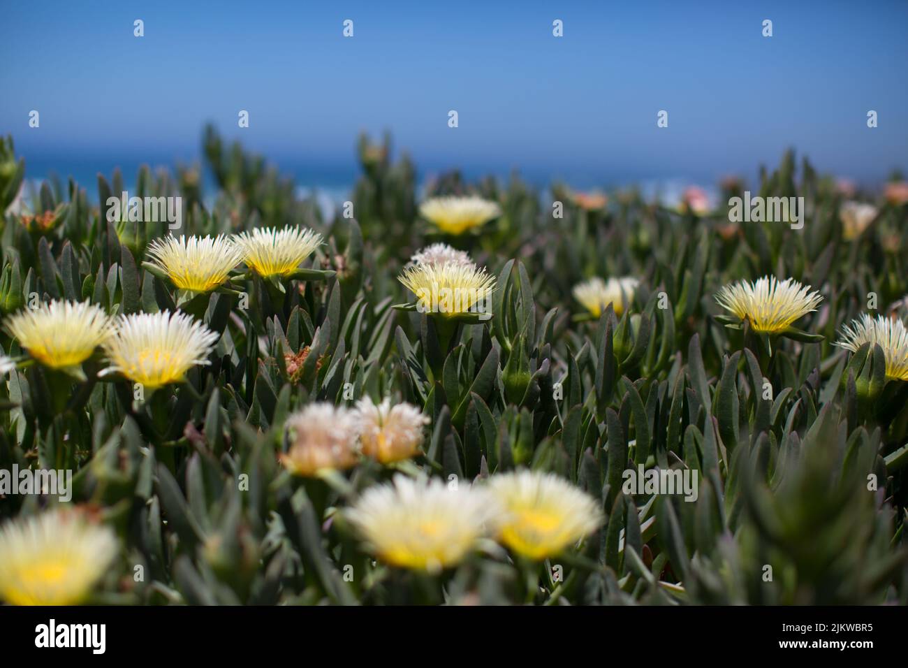 Carpobrotus edulis hi-res stock photography and images - Alamy
