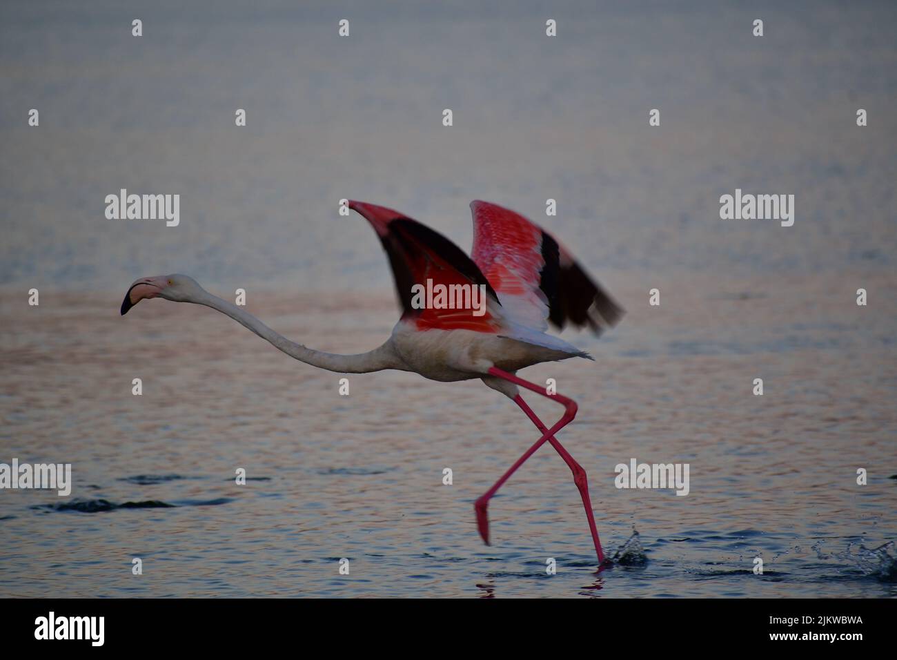 Habitat news hi-res stock photography and images - Alamy