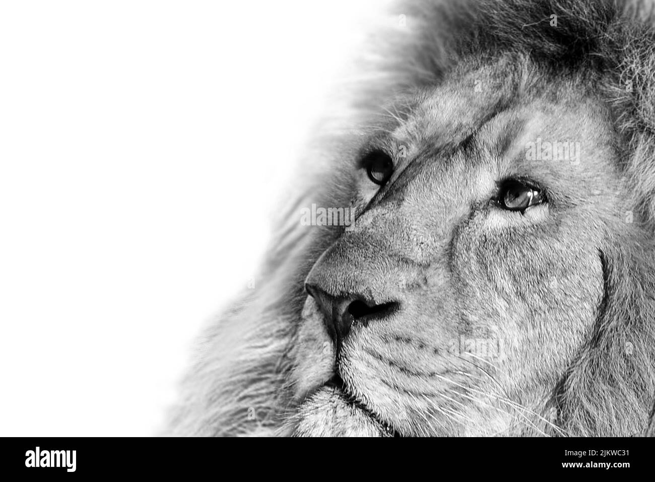 Black And White Lion Head Side View