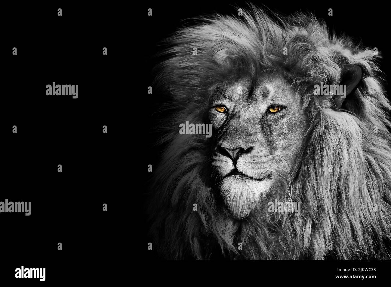 A grayscale shot of a lion with yellow eyes on a black background Stock ...