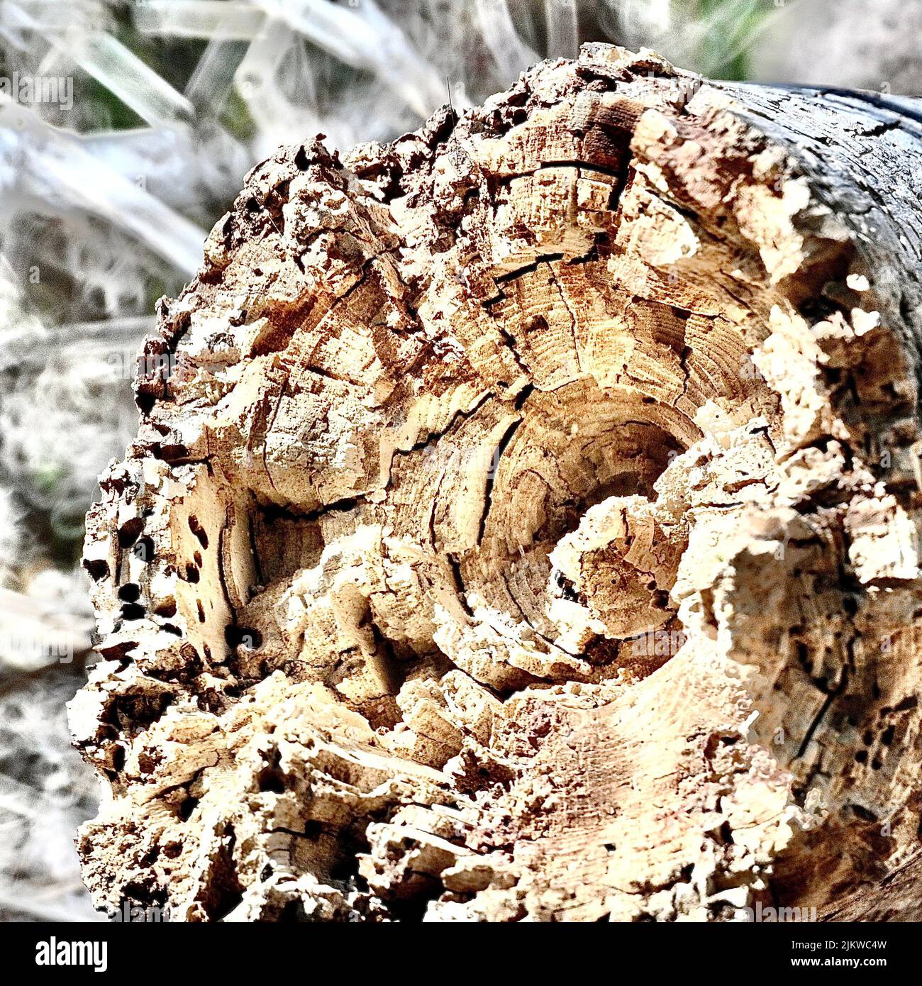 Dead hardwood tree hi-res stock photography and images - Alamy