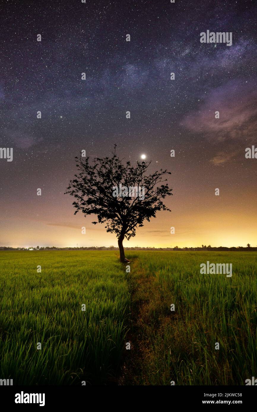 Alone tree and Milky Way arch at night. Landscape with old tree, bright ...