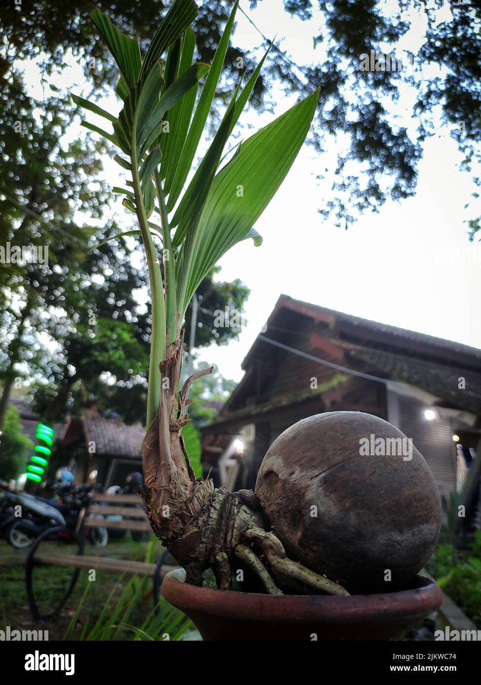 Coconut tree bloom hi-res stock photography and images - Alamy