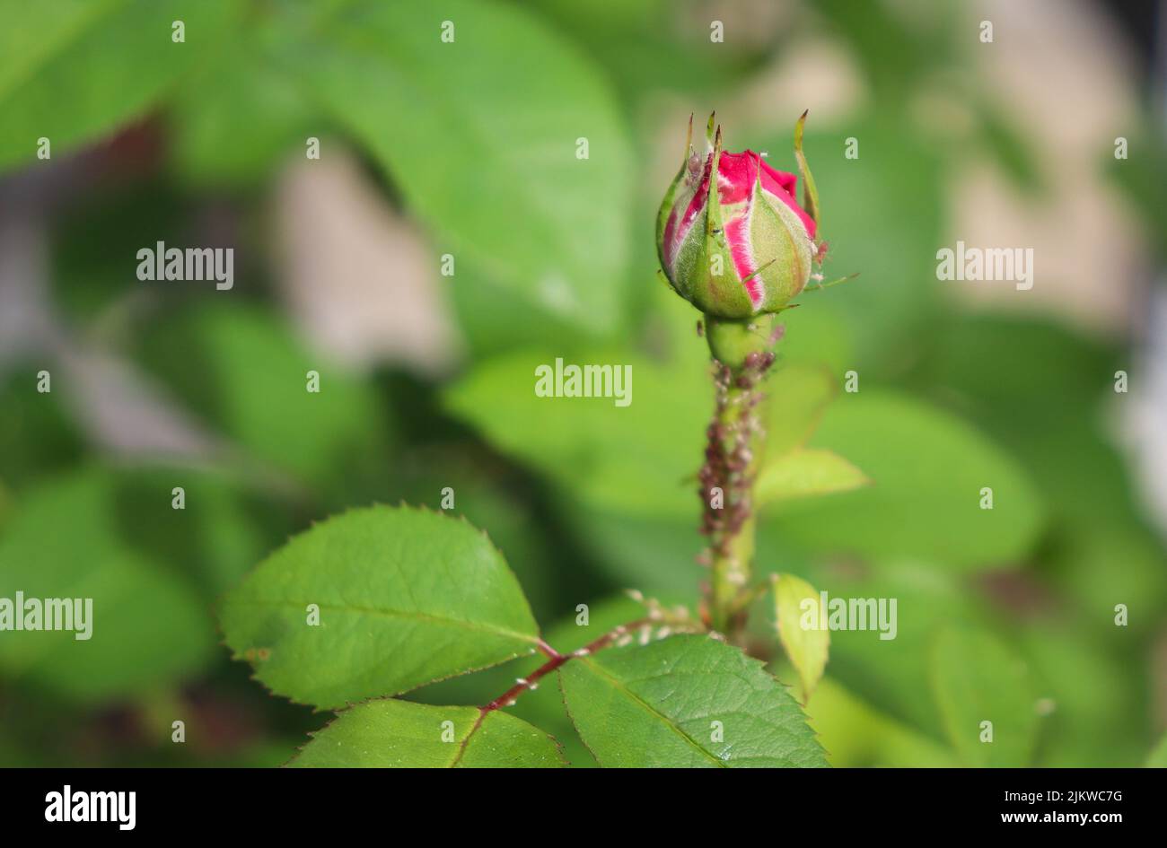 single bud of rose with thrip on stem Stock Photo - Alamy