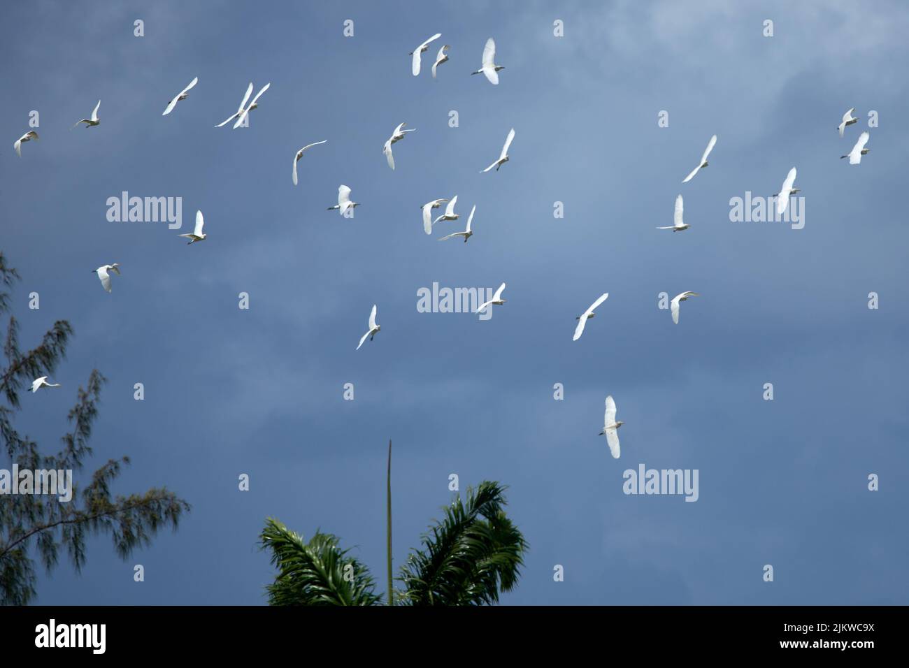 Flock of white birds hi-res stock photography and images - Alamy