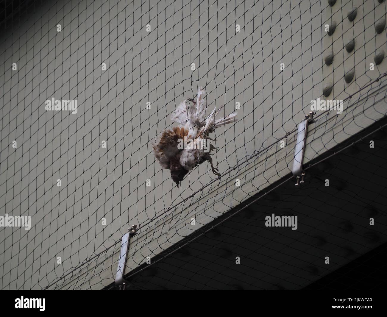 Dead Bird trapped in Net under a bridge Vienna Stock Photo - Alamy