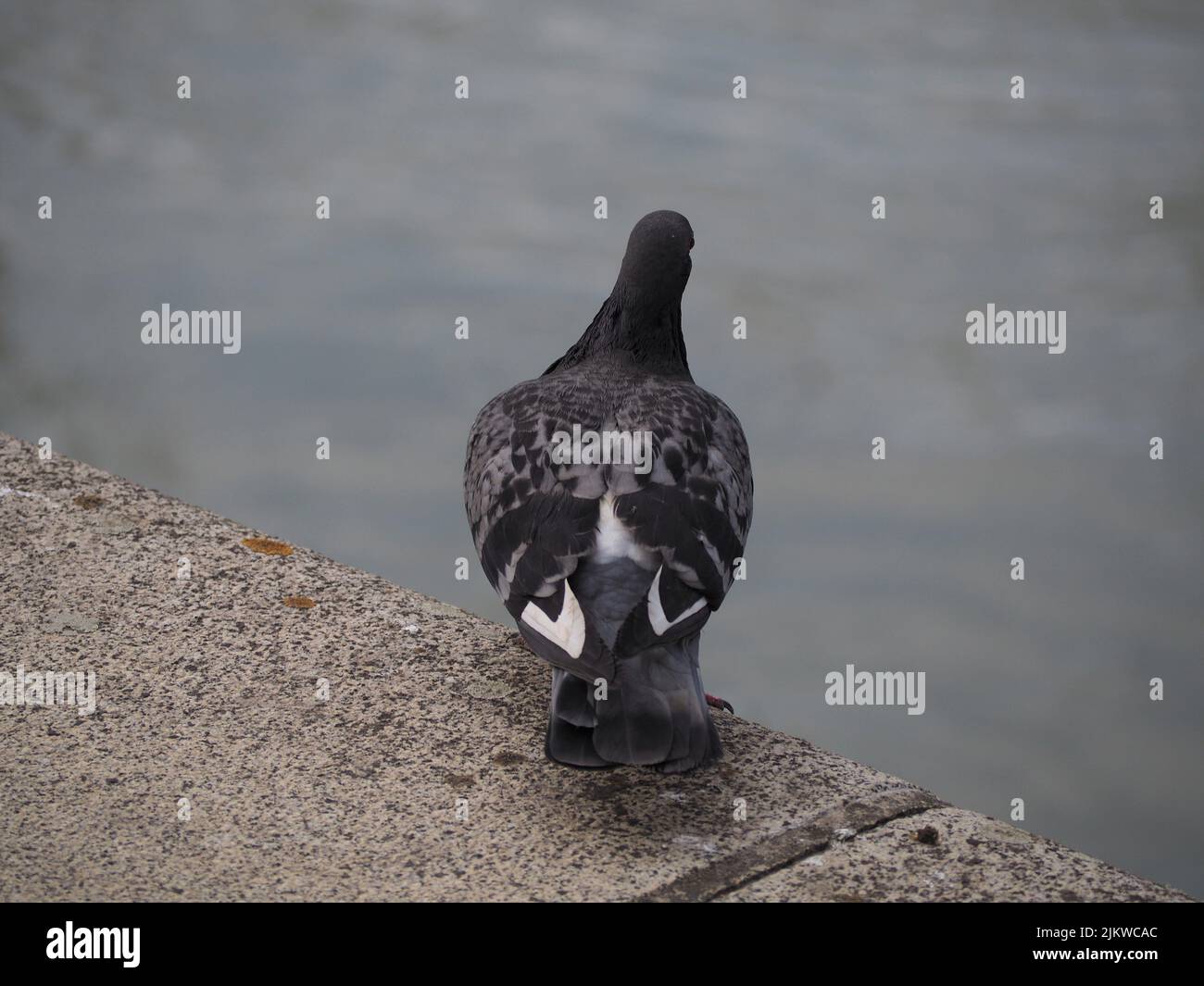 pigeon from back standing on stone, bokeh of danube in the back Stock ...