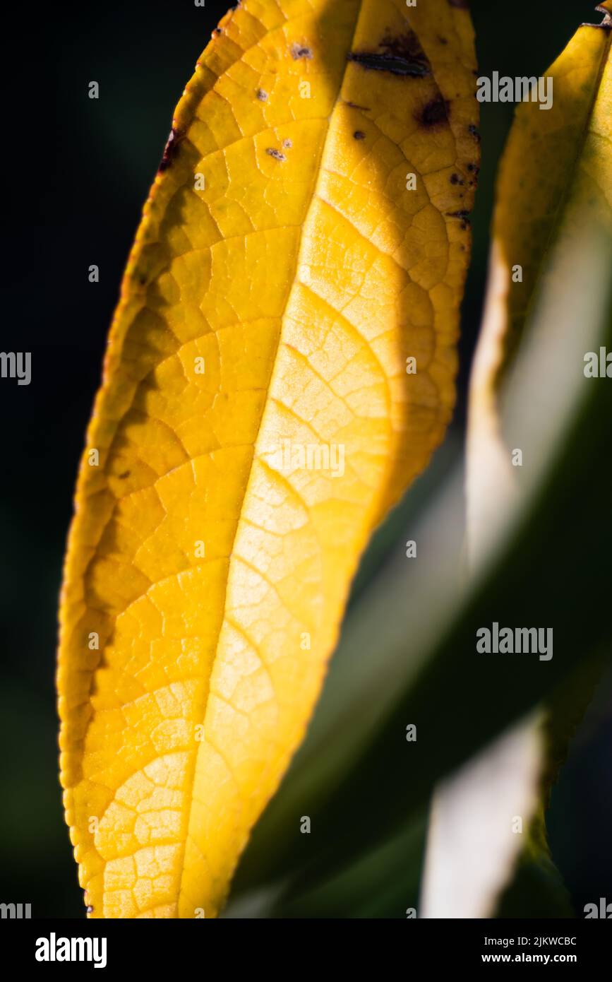 Long vertical leaf hi-res stock photography and images - Alamy