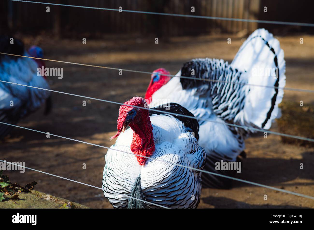 Turkeys white background hi-res stock photography and images - Alamy