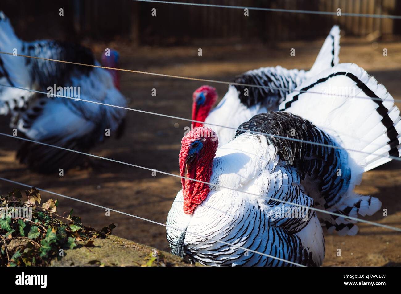 Turkeys on a farm hi-res stock photography and images - Alamy