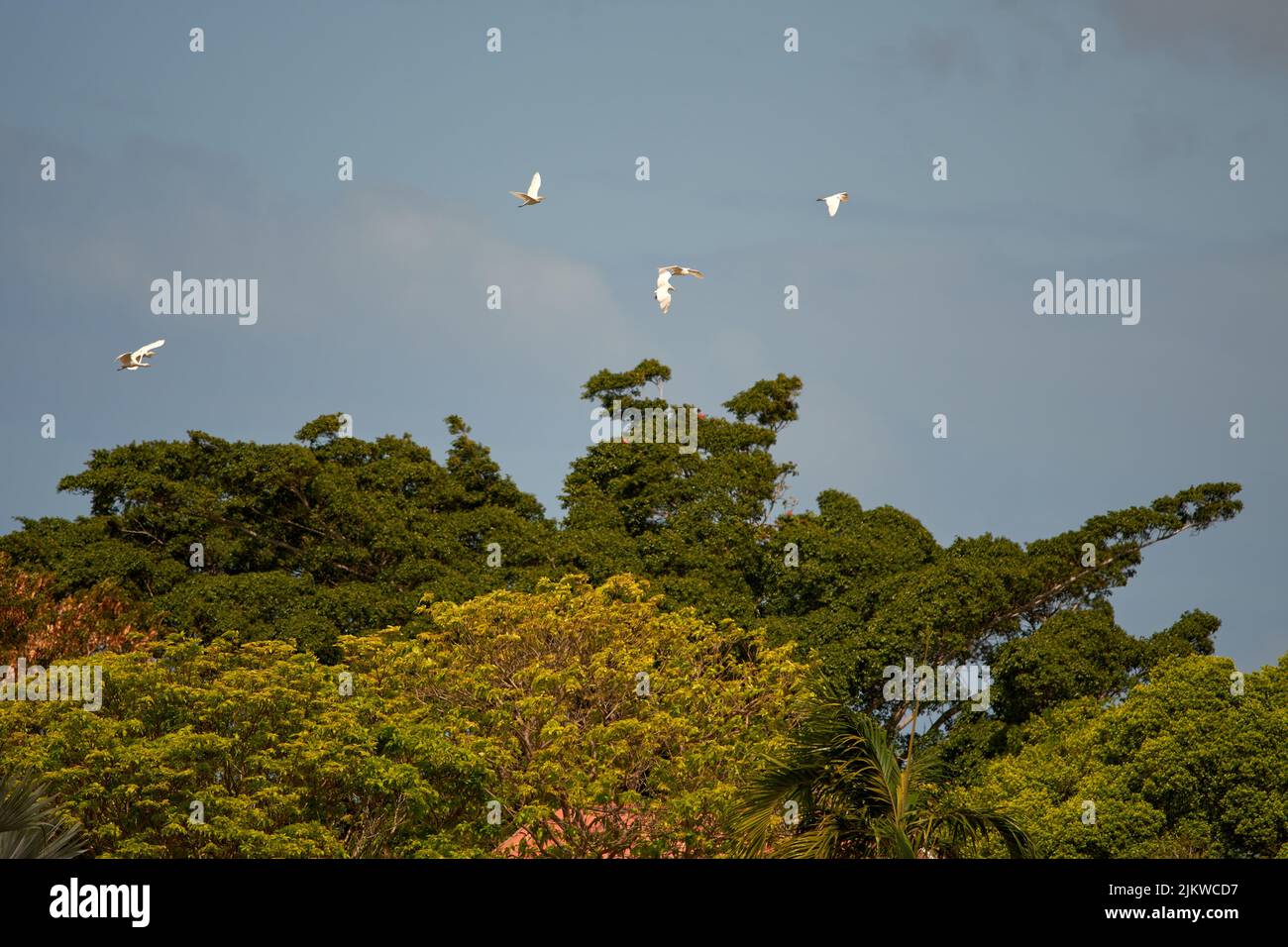A low angle shot of a flock of birds flying above the trees Stock Photo ...