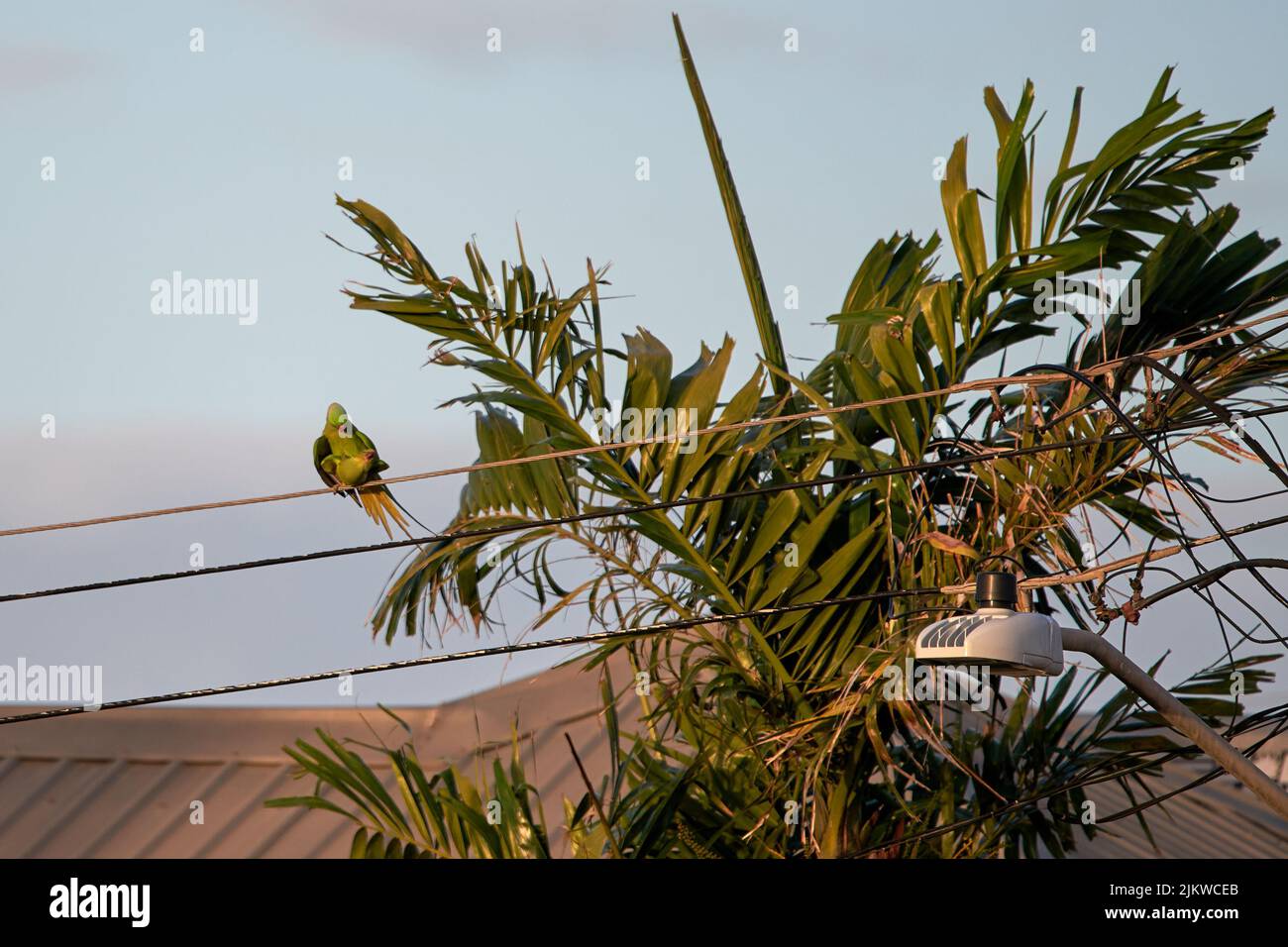Cable tree hi-res stock photography and images - Alamy