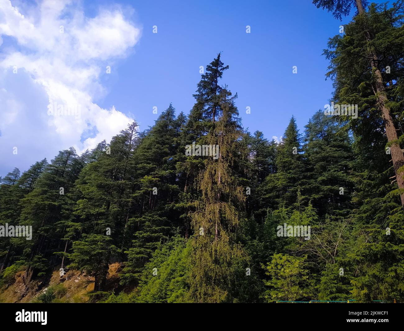 Beautiful forest shot hi-res stock photography and images - Alamy