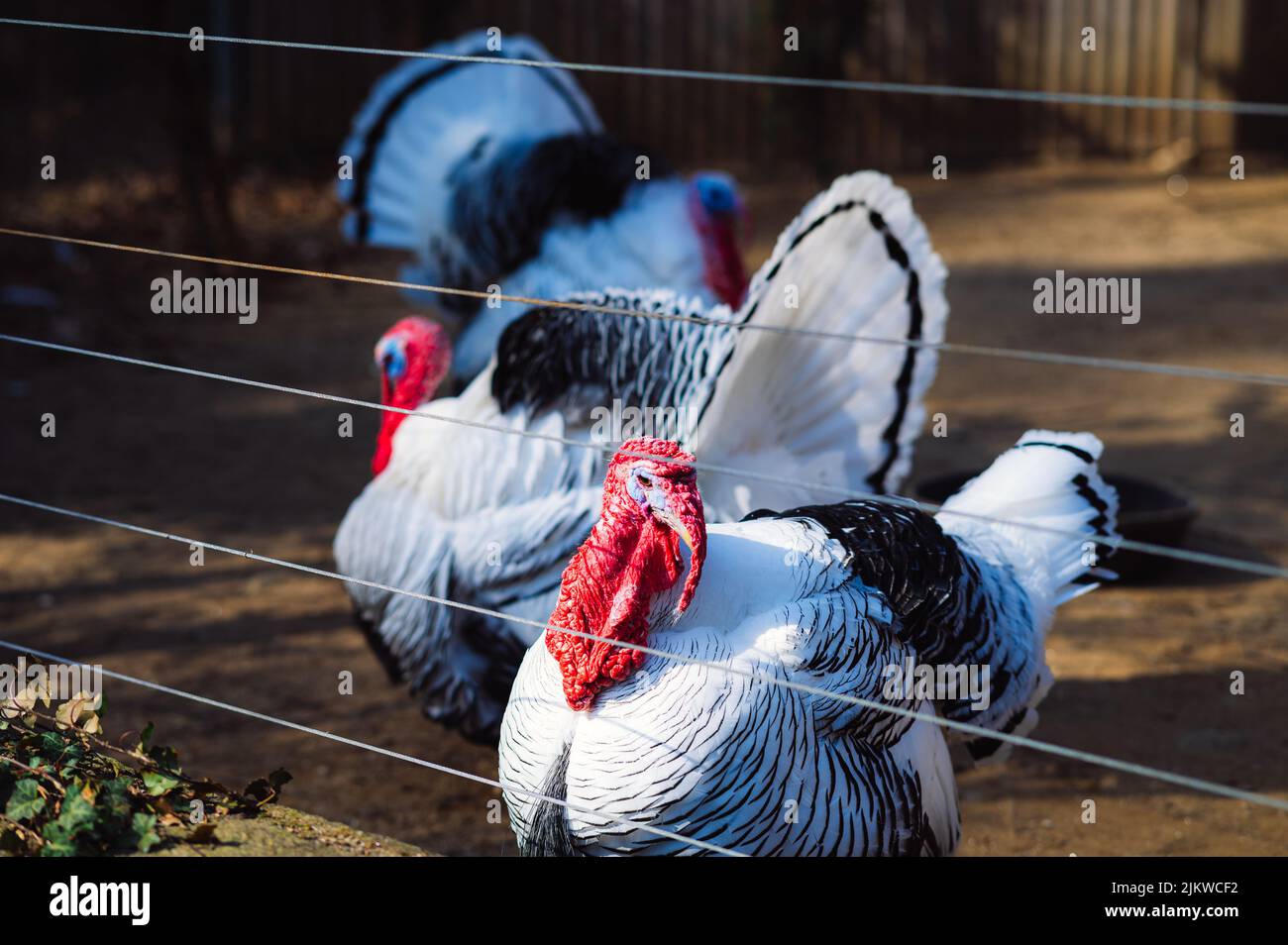 A group of white domestic turkeys on a farm Stock Photo - Alamy