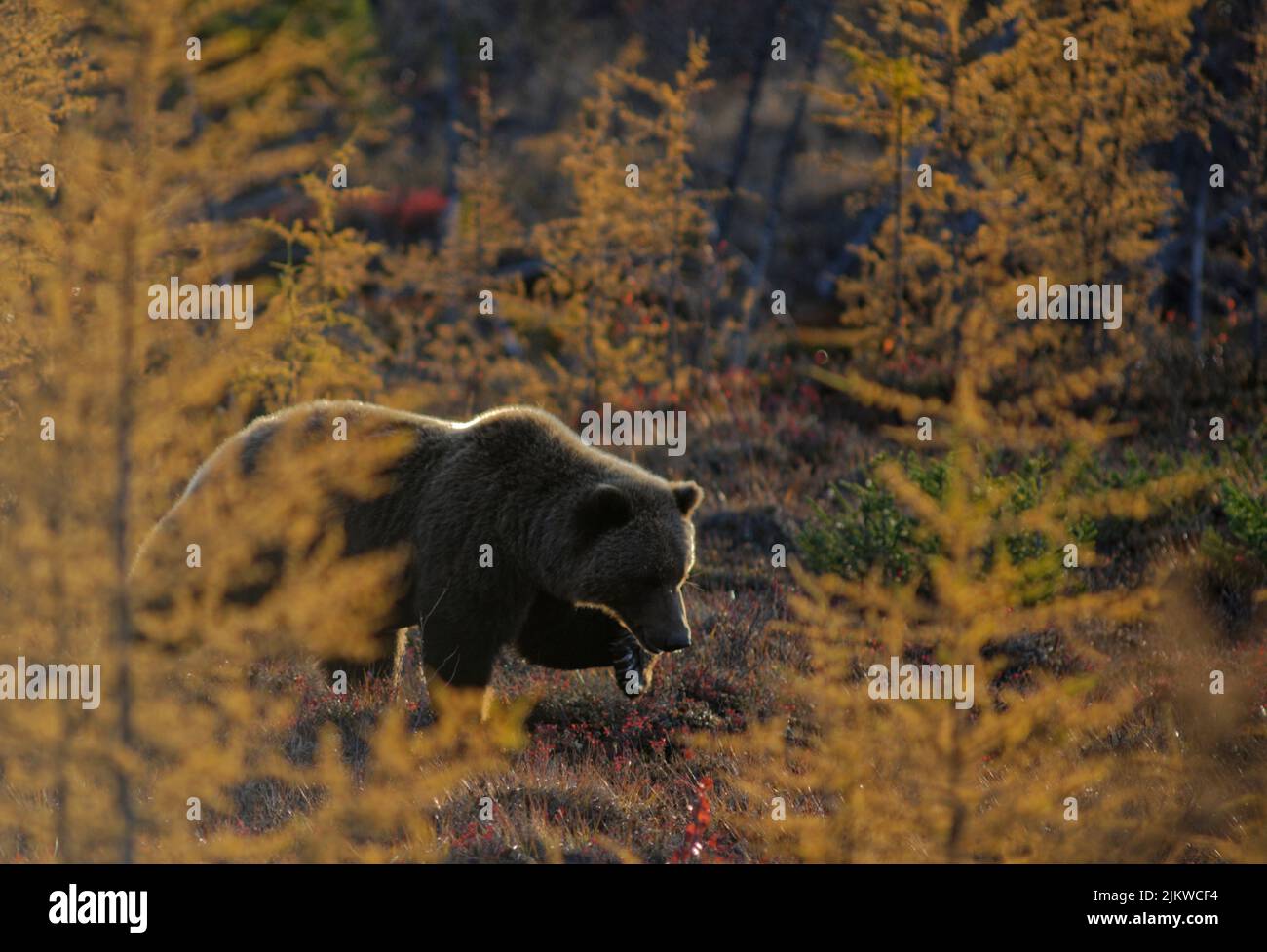 A grizzly bear walking trough forrest with fall colors Stock Photo - Alamy