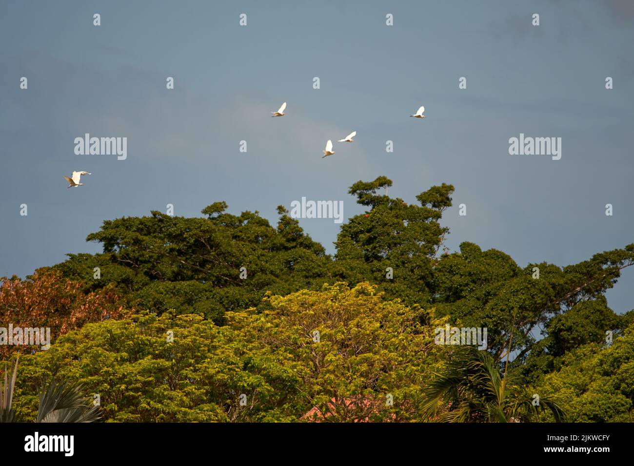 A low angle shot of a flock of birds flying above the trees Stock Photo ...