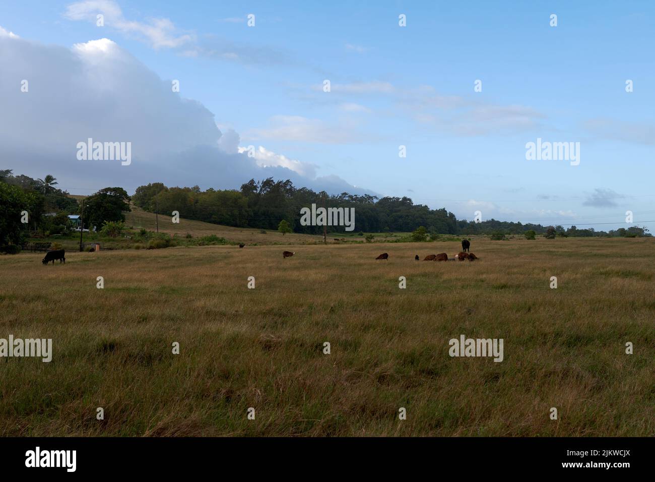 A beautiful view of cattle grazing on the pasture field next to a ...