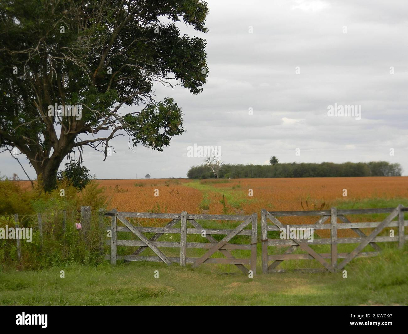 Mature soy harvest soybean hi-res stock photography and images - Alamy