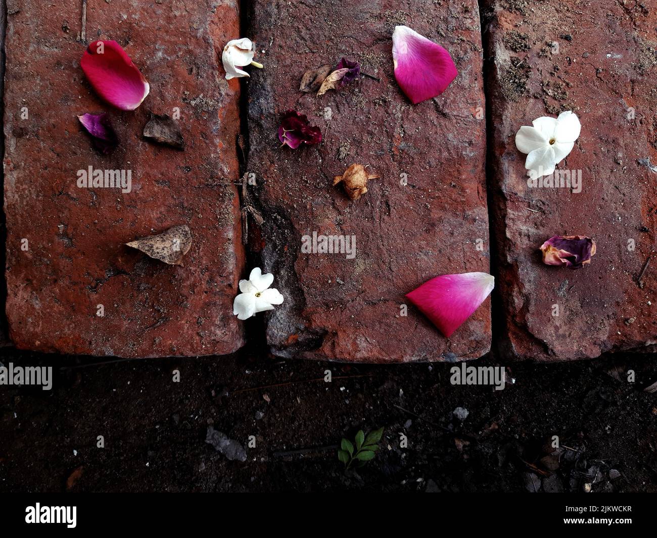 A top view of a fallen colorful flowers petals on a wet red bricks in ...