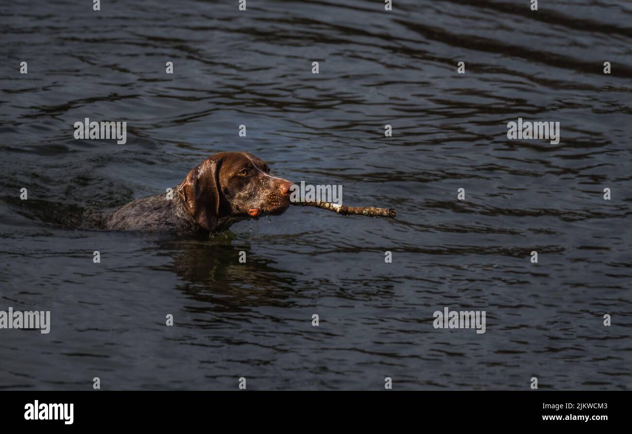 Washington state lake swim hi-res stock photography and images - Alamy