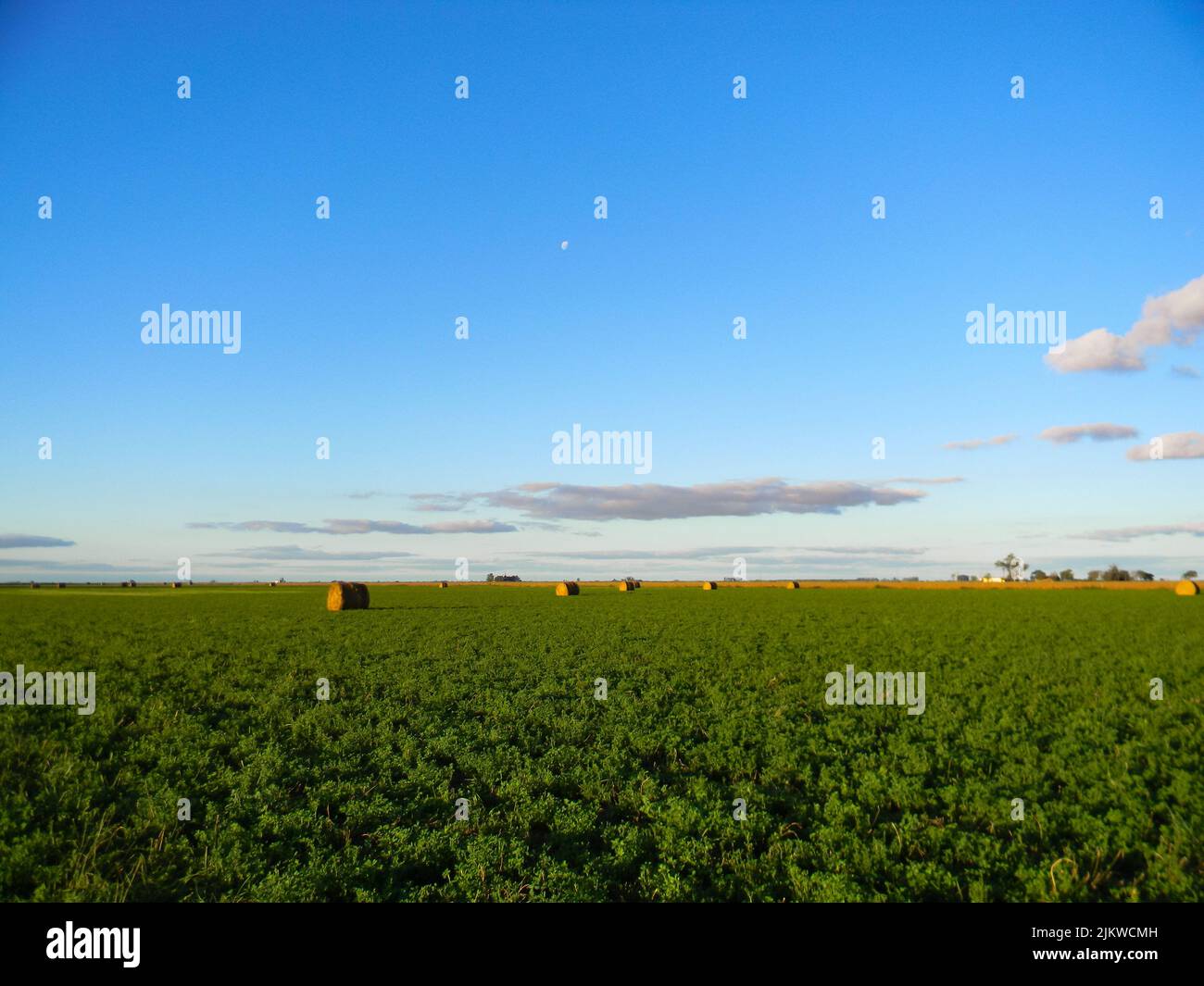 landscape of the Argentine countryside with plantation and alfalfa ...