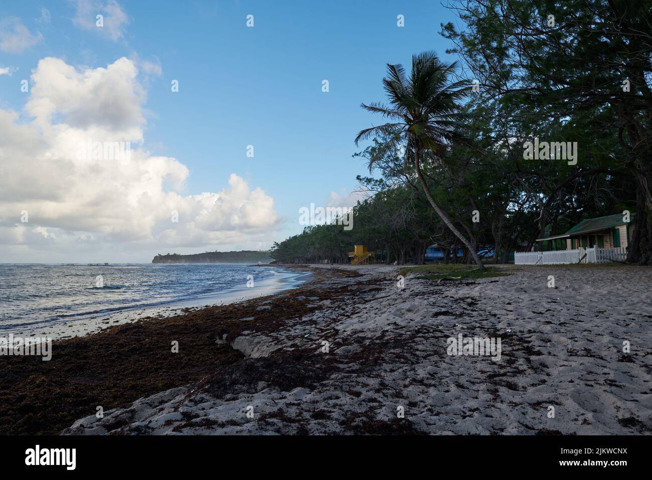 A closeup of a beach with drift algae after the storm Stock Photo - Alamy