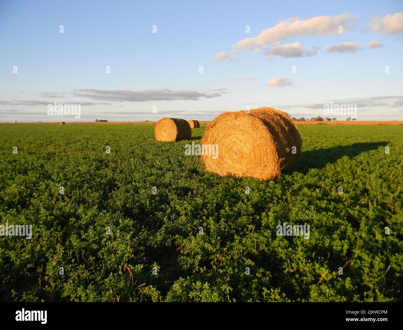 landscape of the Argentine countryside with plantation and alfalfa ...