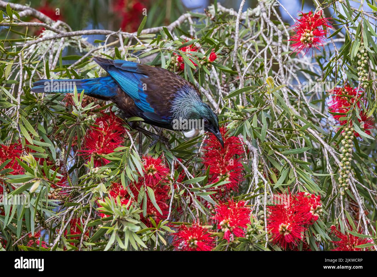 Tui endemic honeyeater of new zealand hi-res stock photography and ...