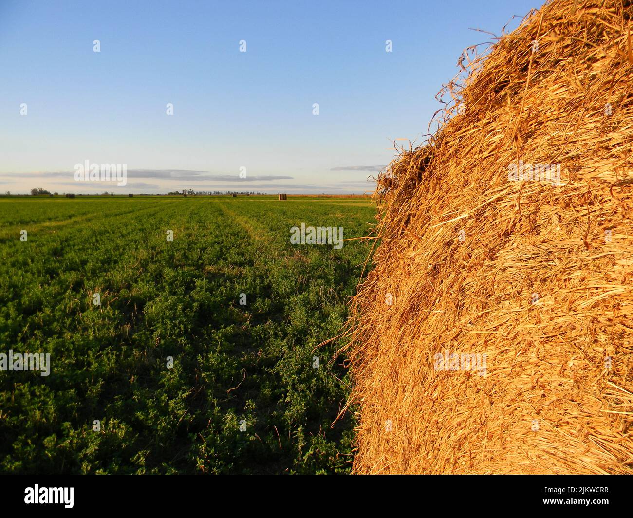 landscape of the Argentine countryside with plantation and alfalfa ...